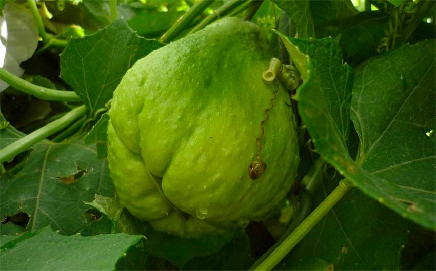 UNAM's super chayote proves successful in fighting cancer