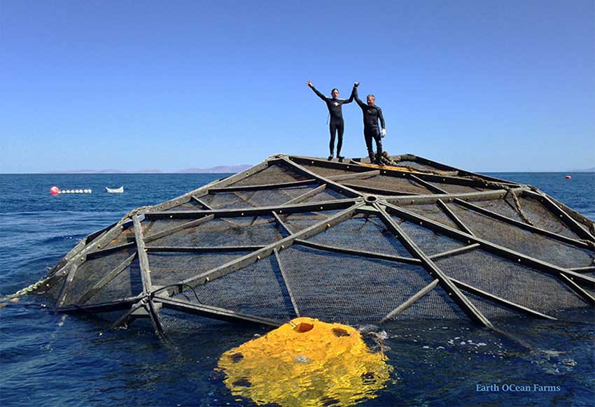 Breeding program releases 40,000 young totoaba in Sea of Cortés