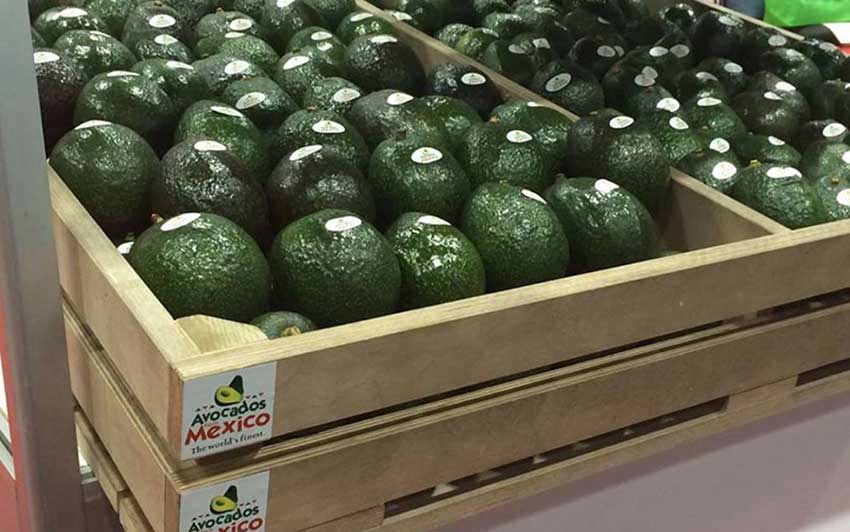Mexico's avocado sales to China have skyrocketed this year