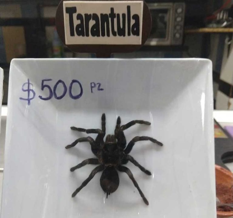 Environmental agency seizes tarantulas at Mexico City restaurant