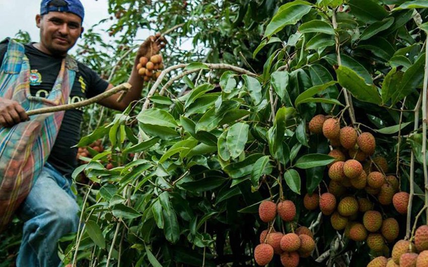 Oaxaca lychee growers plan to expand their production