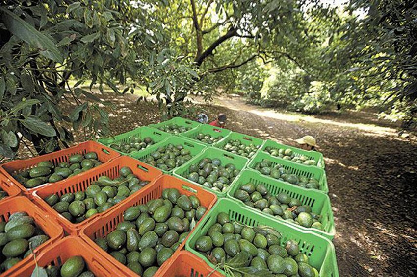 Avocado growers protest corruption that allows non-Michoacán fruit into ...