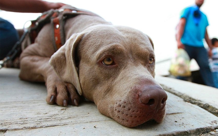 Bolillo the migrant dog from Honduras also seeks the American Dream