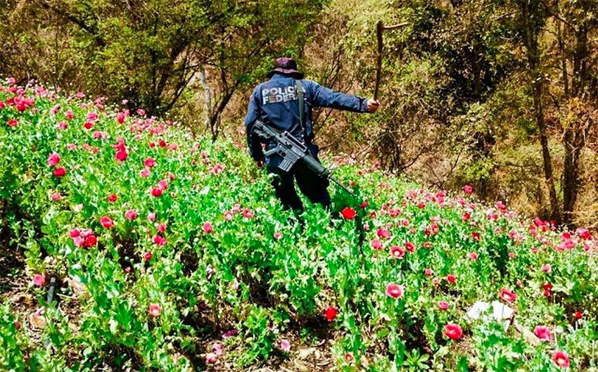 Opium poppy cultivation up 21% in two years to over 30,000 hectares