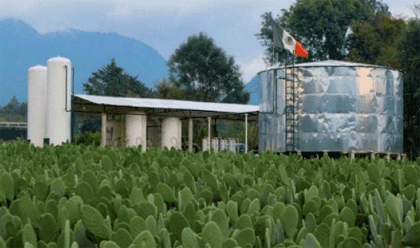 Michoacán plant's nopal biogas will power half of municipality's vehicles