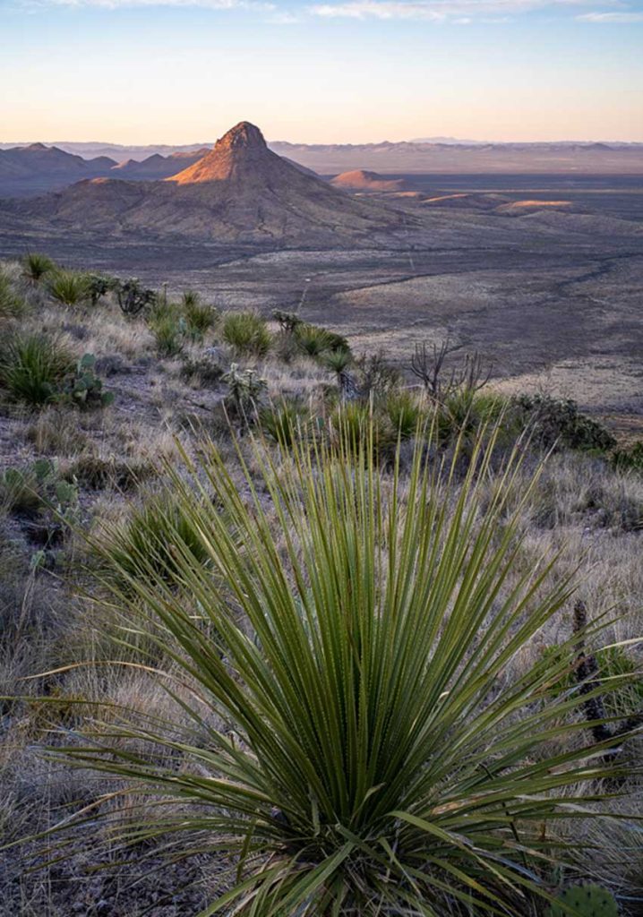 Reviving the story of sotol: 300-year-old spirit reintroduced to the world
