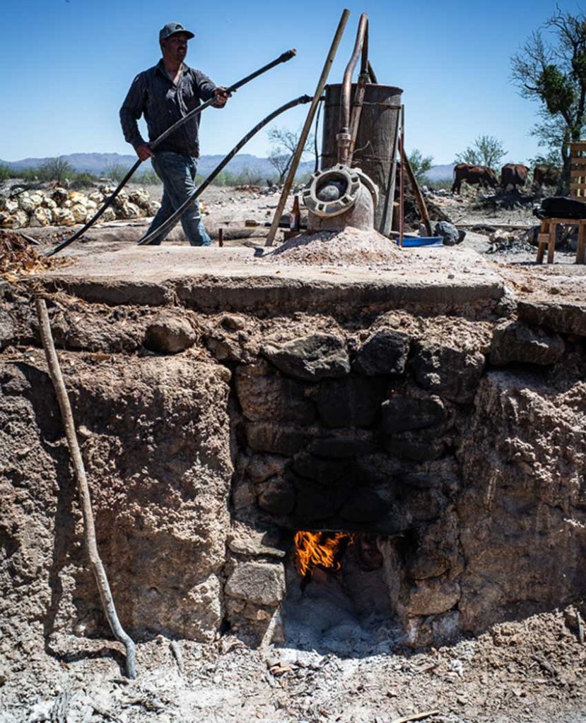 Reviving the story of sotol: 300-year-old spirit reintroduced to the world