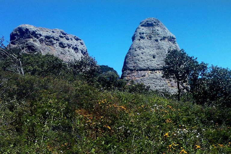 In the Sierra de Quila is one of the most beautiful forests you could ...