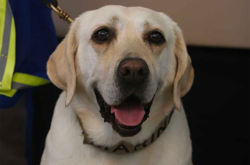 Frida the famous rescue dog retires after 9 years with navy canine unit