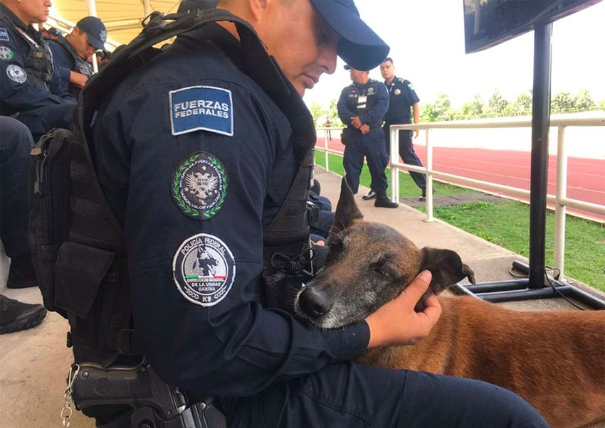 28 Federal Police dogs go to their new, adoptive families