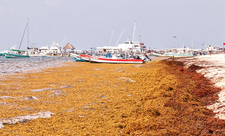 The sargassum keeps on coming: 1,000 tonnes are being collected daily