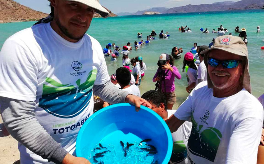 40,000 totoaba released in Gulf of California; species' survival ...
