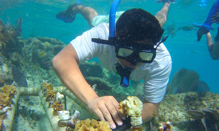 Lab-grown coral is replenishing reefs in Quintana Roo