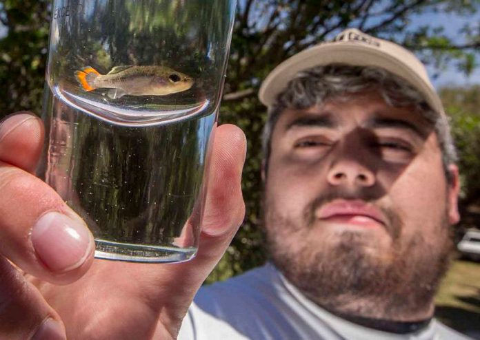 Welcome home, tequila splitfin: scientists bring back extinct species