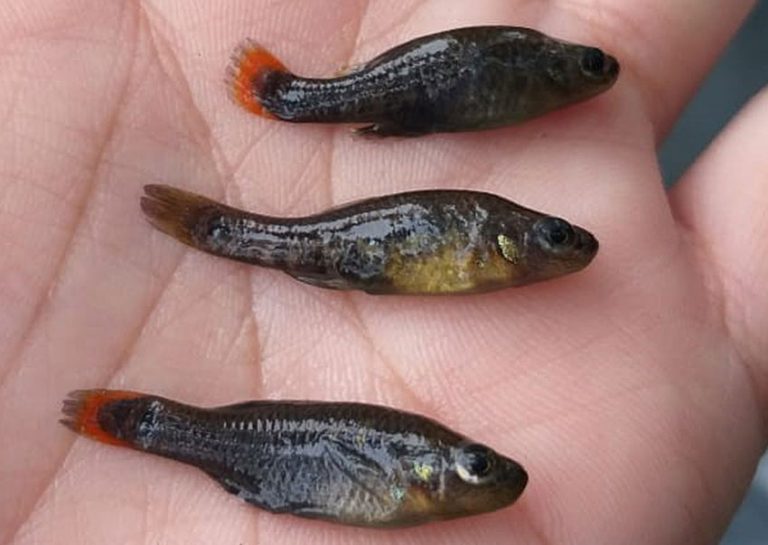 Welcome home, tequila splitfin: scientists bring back extinct species