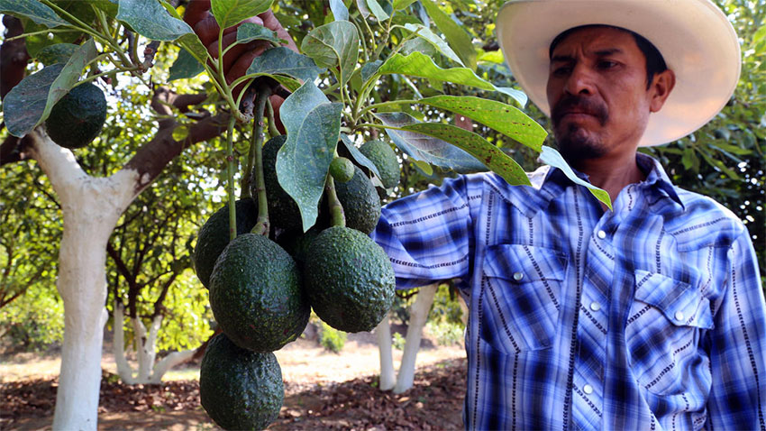 Avocado growers in Michoacán take up arms against cartels