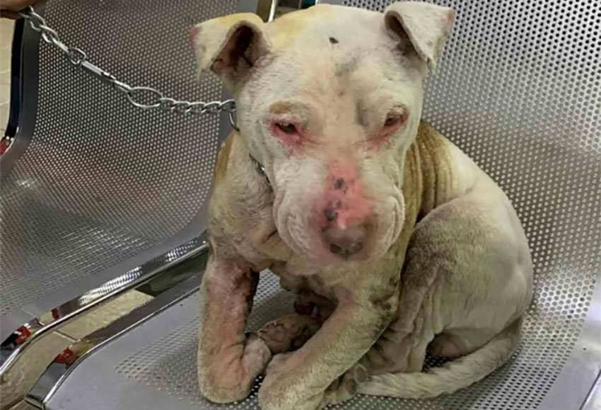 Man remanded in custody on animal abuse charge