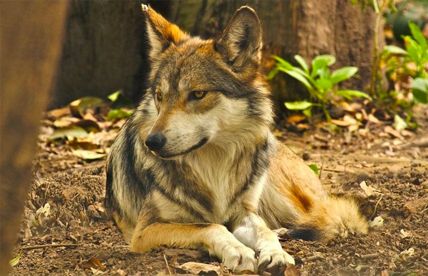 Conservation leads to removal of Mexican wolf from extinct species list