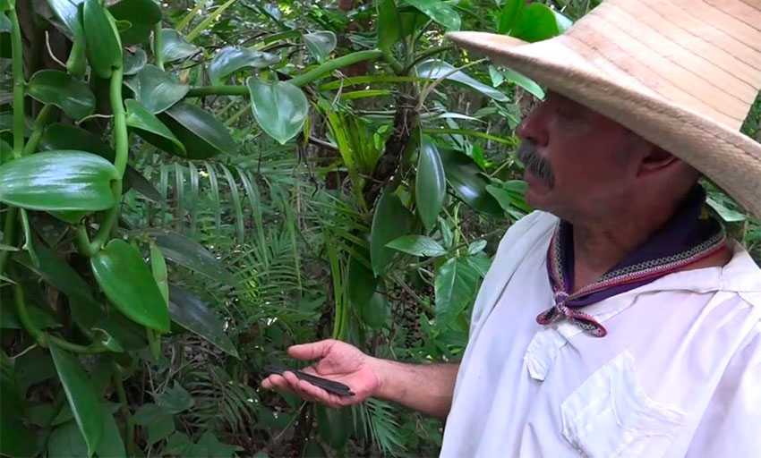 Challenge for vanilla growers is hiding crops from thieves