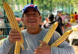 World's largest corn cob measures 39.5cm in Jala, Nayarit