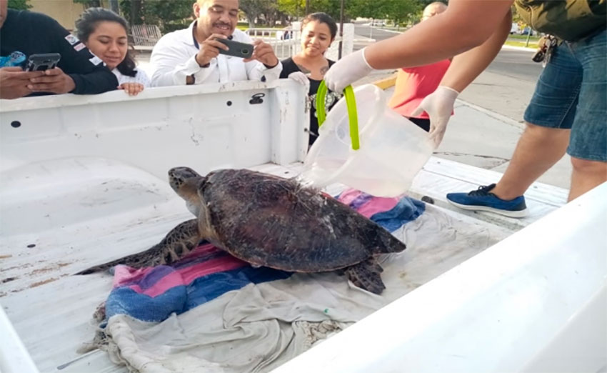 Red tide parasites caused sea turtle deaths in Oaxaca: Profepa