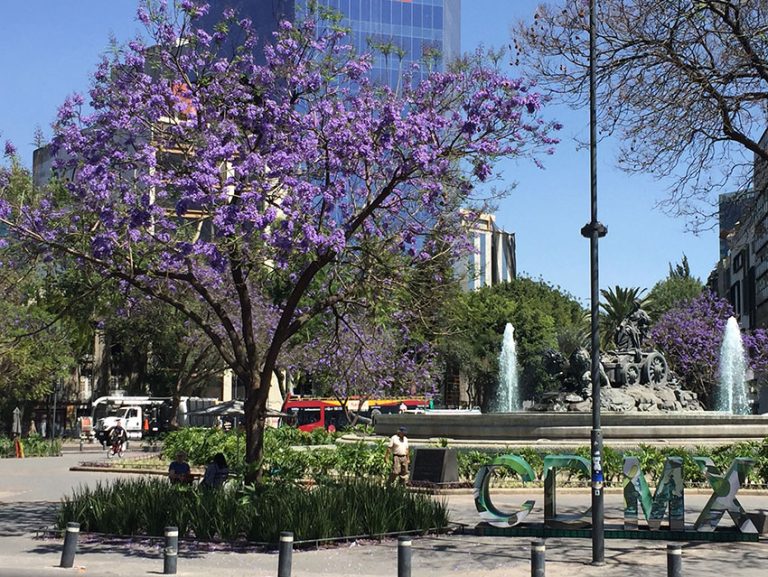 Jacarandas are blooming in CDMX: where to see them