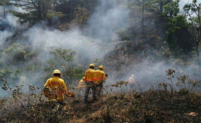 Oaxaca wildfires trigger emergency declaration in 9 municipalities