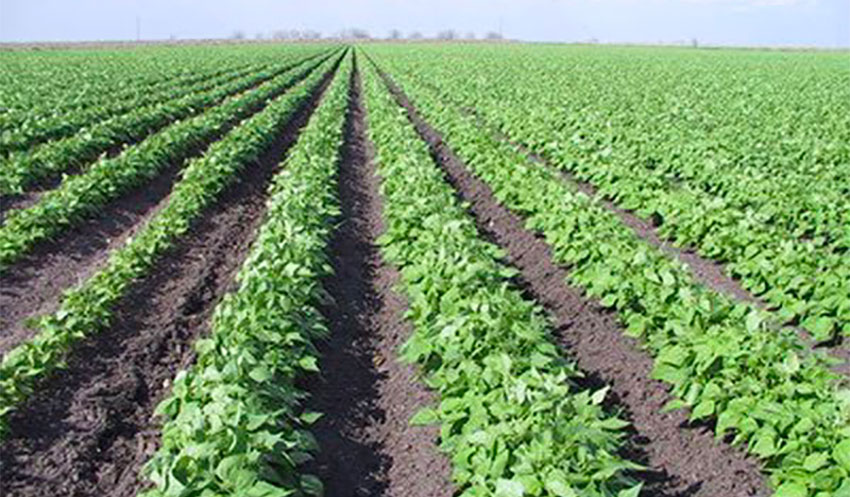 Drought hits bean crops; Mexico to import 100,000 tonnes