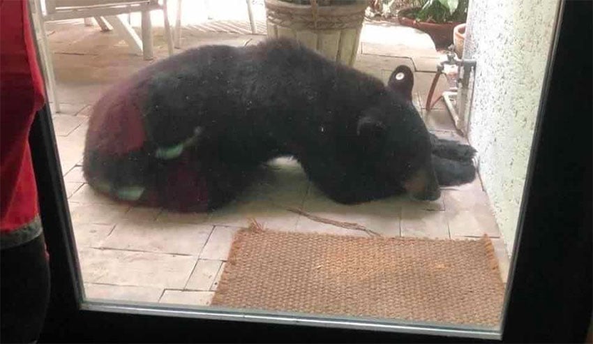 Nuevo León's sociable bear captured, released in mountains