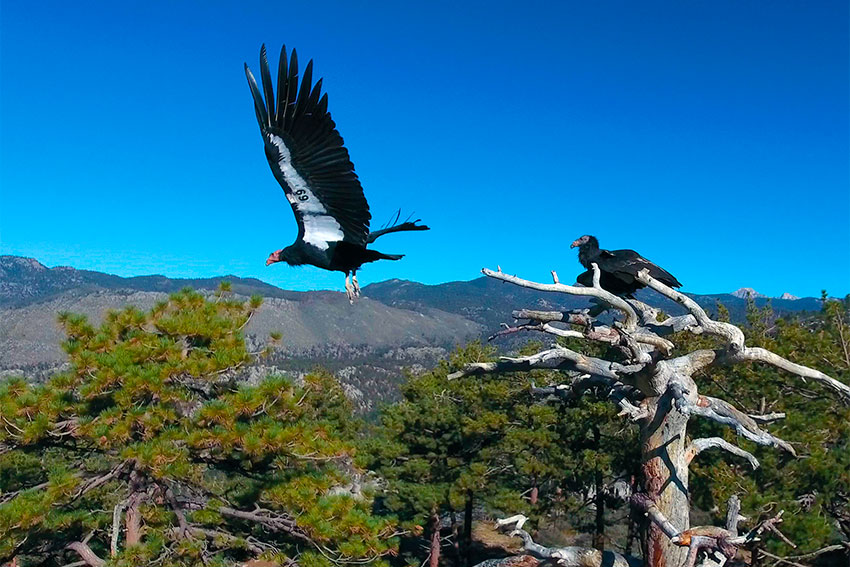 Scientific station will aid program to rescue California condor