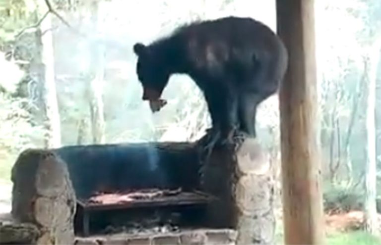 Hungry bear spoils family barbecue, makes off with grilled meat