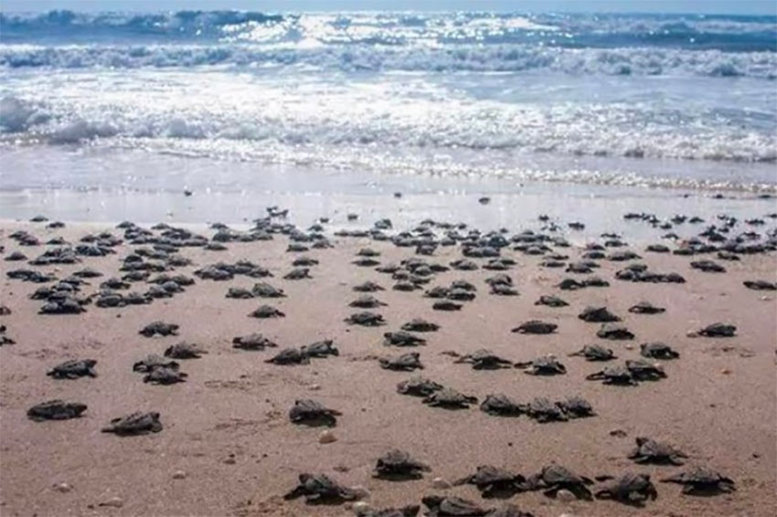 Record numbers of sea turtles hatch on Sonora beach