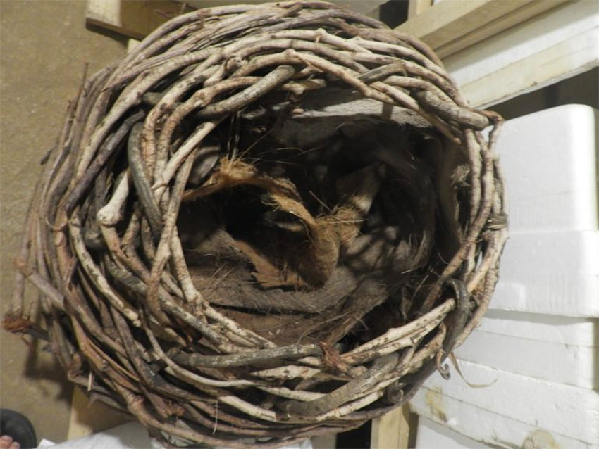Competition produces improved design for turtle egg incubation boxes