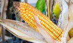Plan to replace 16mn tonnes of GM corn with homegrown is proceeding