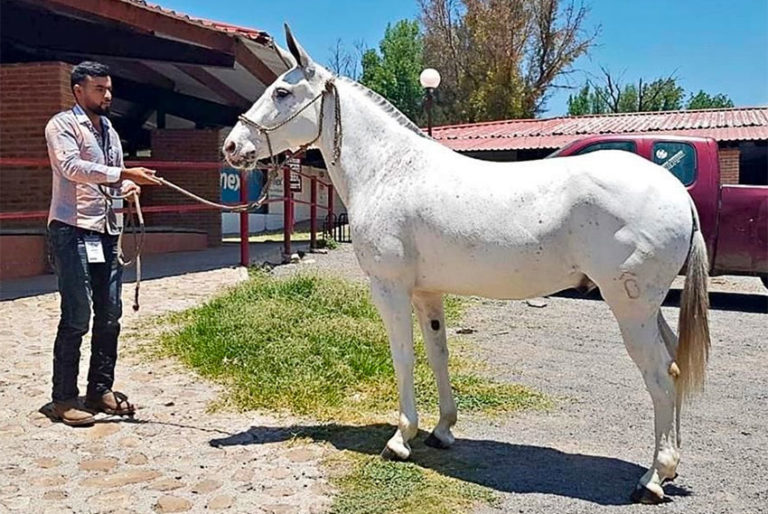 Developed for sports and recreation, new type of donkey is bigger, stronger
