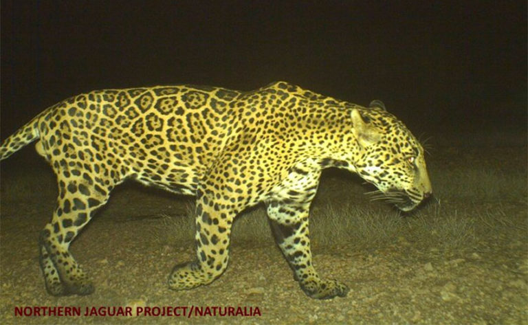 Jaguar sighting near northern border give conservationists hope
