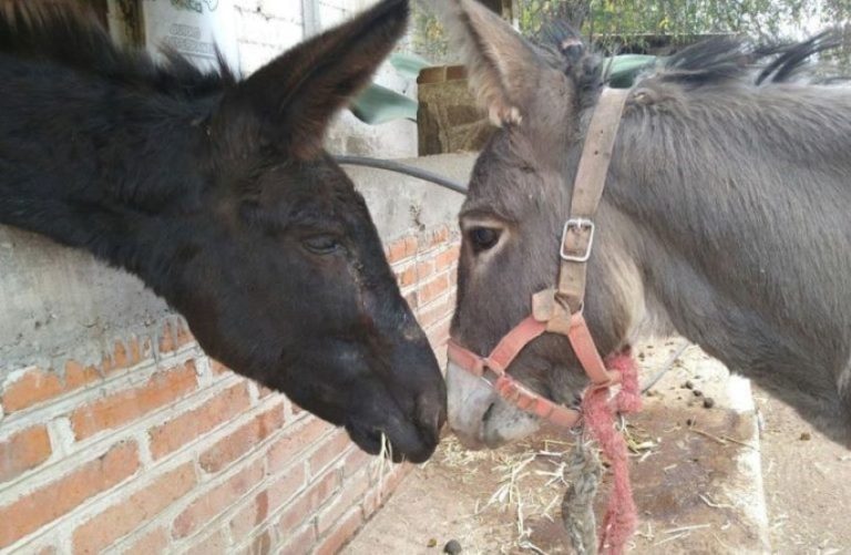 Are Mexico’s iconic donkeys in danger of extinction?
