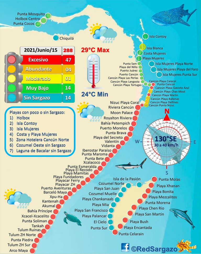 2,000 tonnes of sargassum expected in Quintana Roo