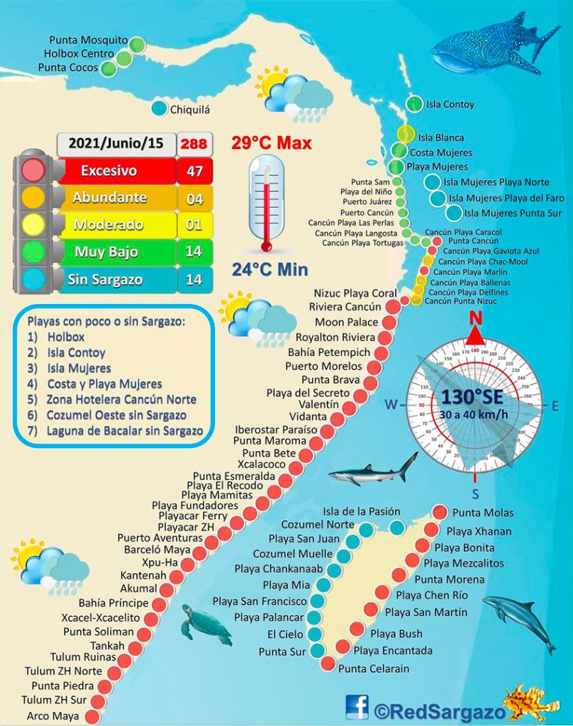 2,000 tonnes of sargassum expected in Quintana Roo