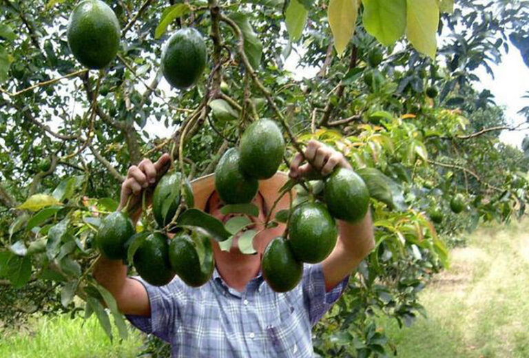 Mexico’s avocado boom benefits rural farmers — but also organized crime