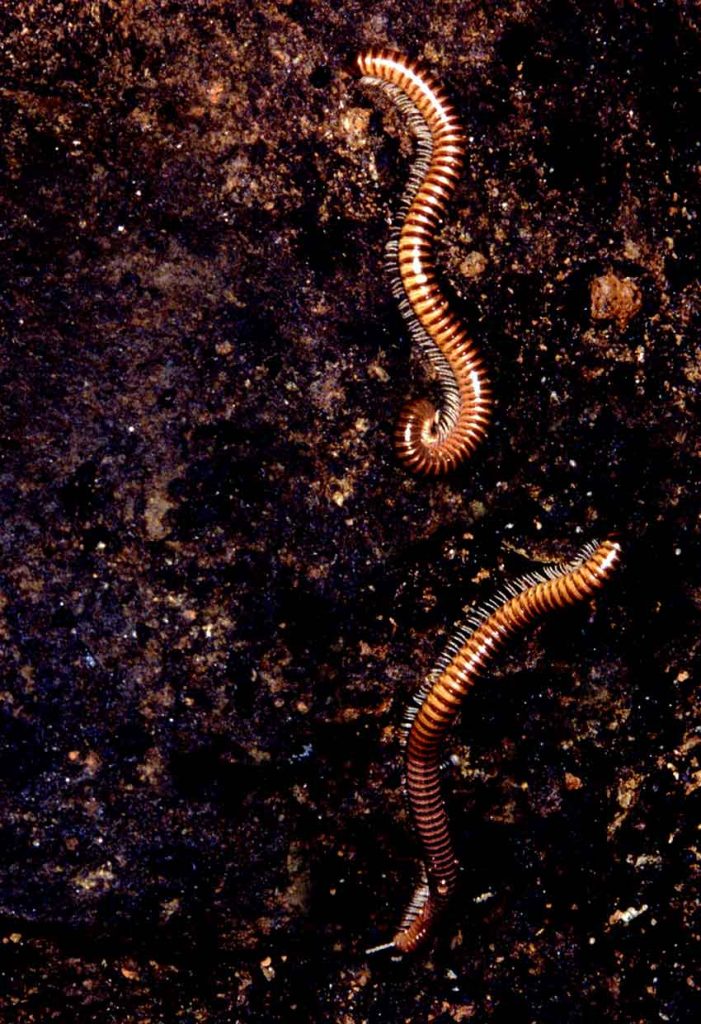 Much-maligned and misunderstood: more creepy bugs it's safe to meet