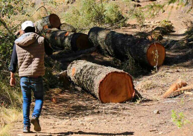 Illegal logging by organized crime has depleted 15% of the country