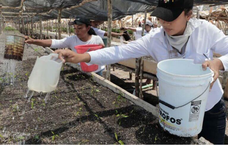 Is a major government tree-planting program doing more harm than good?