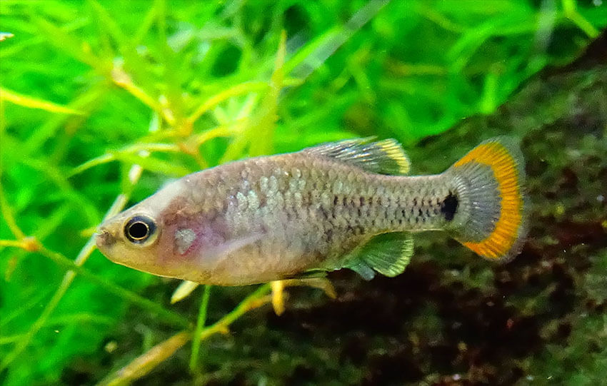 Tequila fish, once extinct in wild, is thriving through breeding program