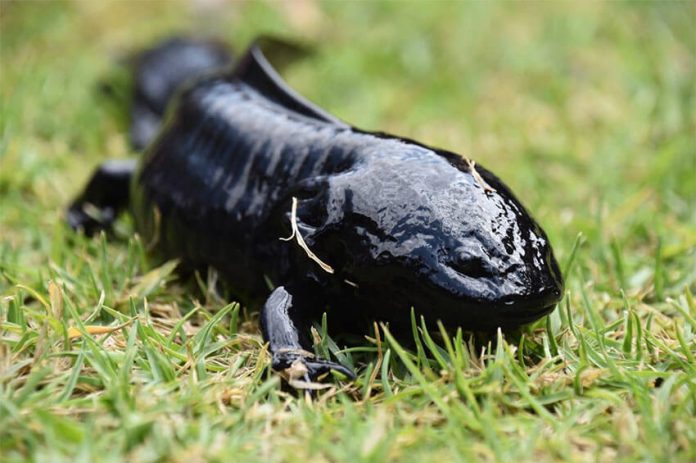 Axolotl conservation project launched in Mexico City