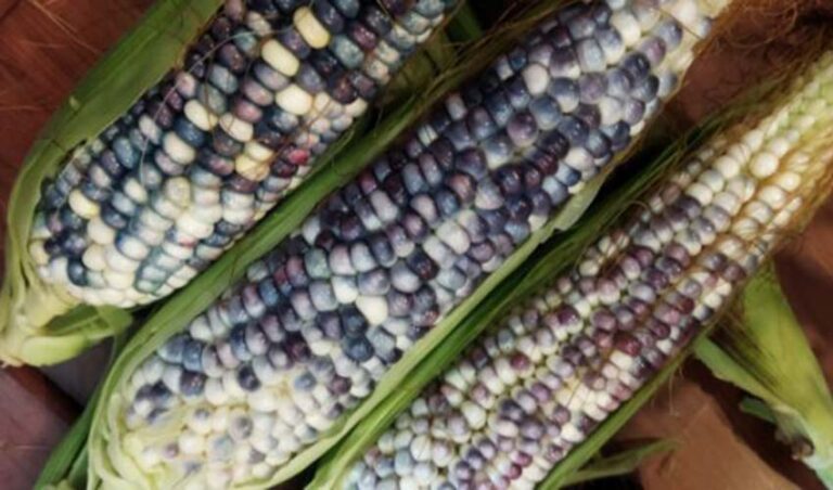 Blue corn festival celebrates botanical wealth of Michoacán