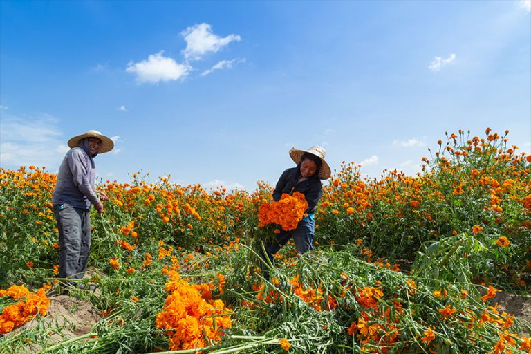 Mexico in Numbers: The season of cempasúchil