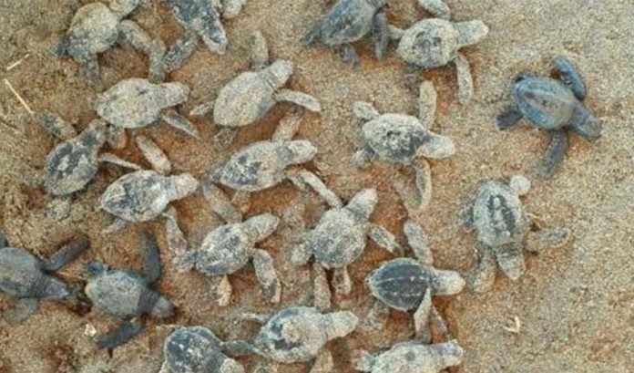 Tulum conservationists get ready for turtle breeding season