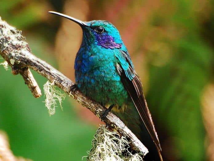 Jalisco: a showcase for Mexico’s wide biodiversity