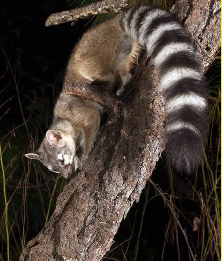 Jalisco: a showcase for Mexico’s wide biodiversity
